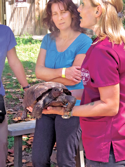 Behind the scenes at CROW shows how to rehabilitate animals - SANIBEL ...